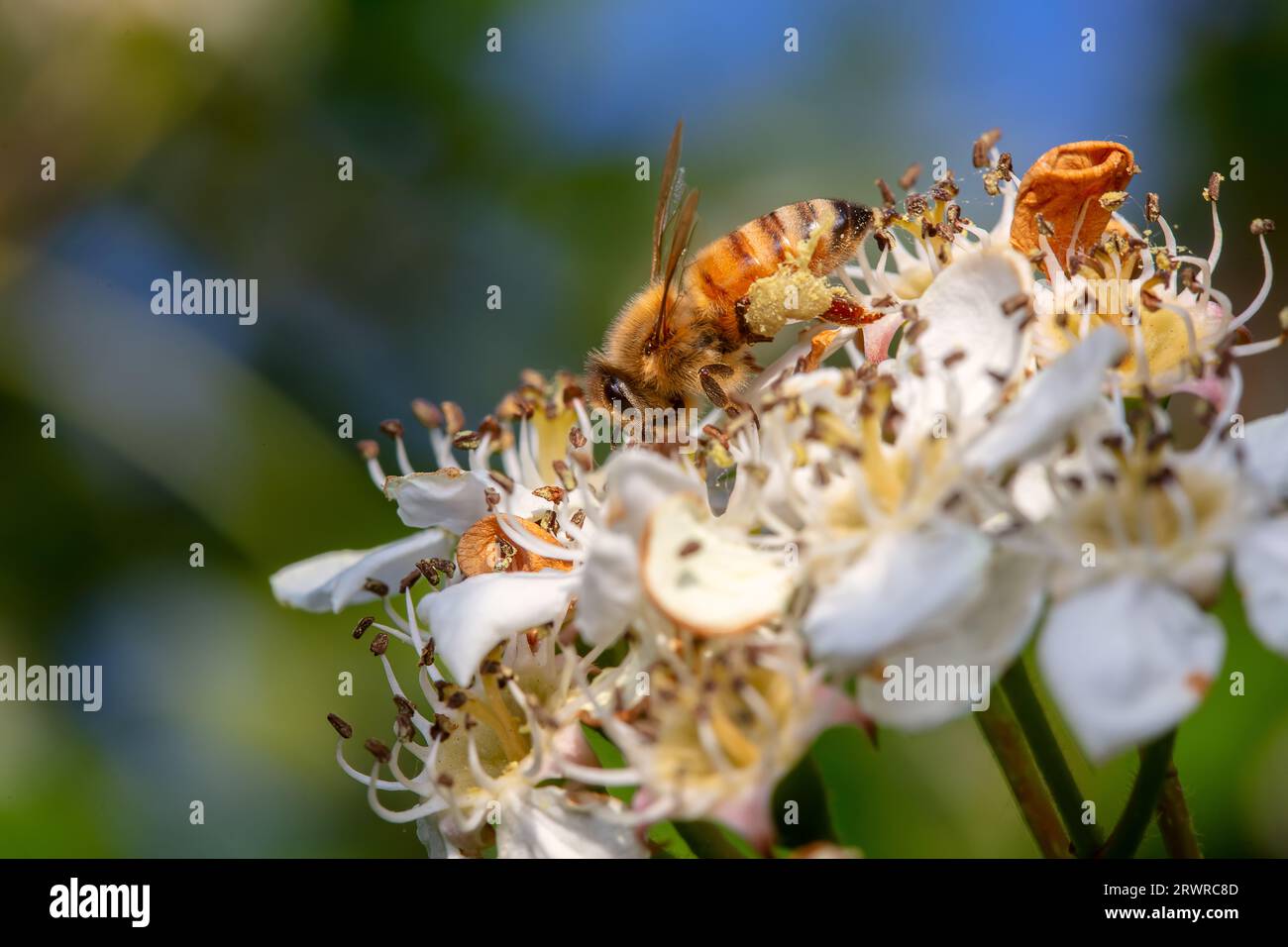 Bees collect nectar from flowers Stock Photo - Alamy
