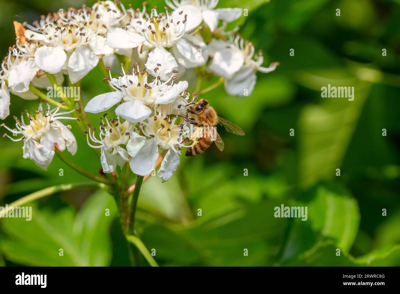 Wild bees collect nectar from hi-res stock photography and images - Alamy
