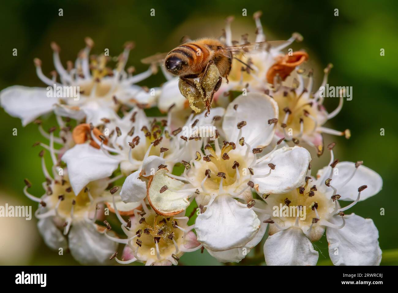 Wild bees collect nectar from hi-res stock photography and images - Alamy