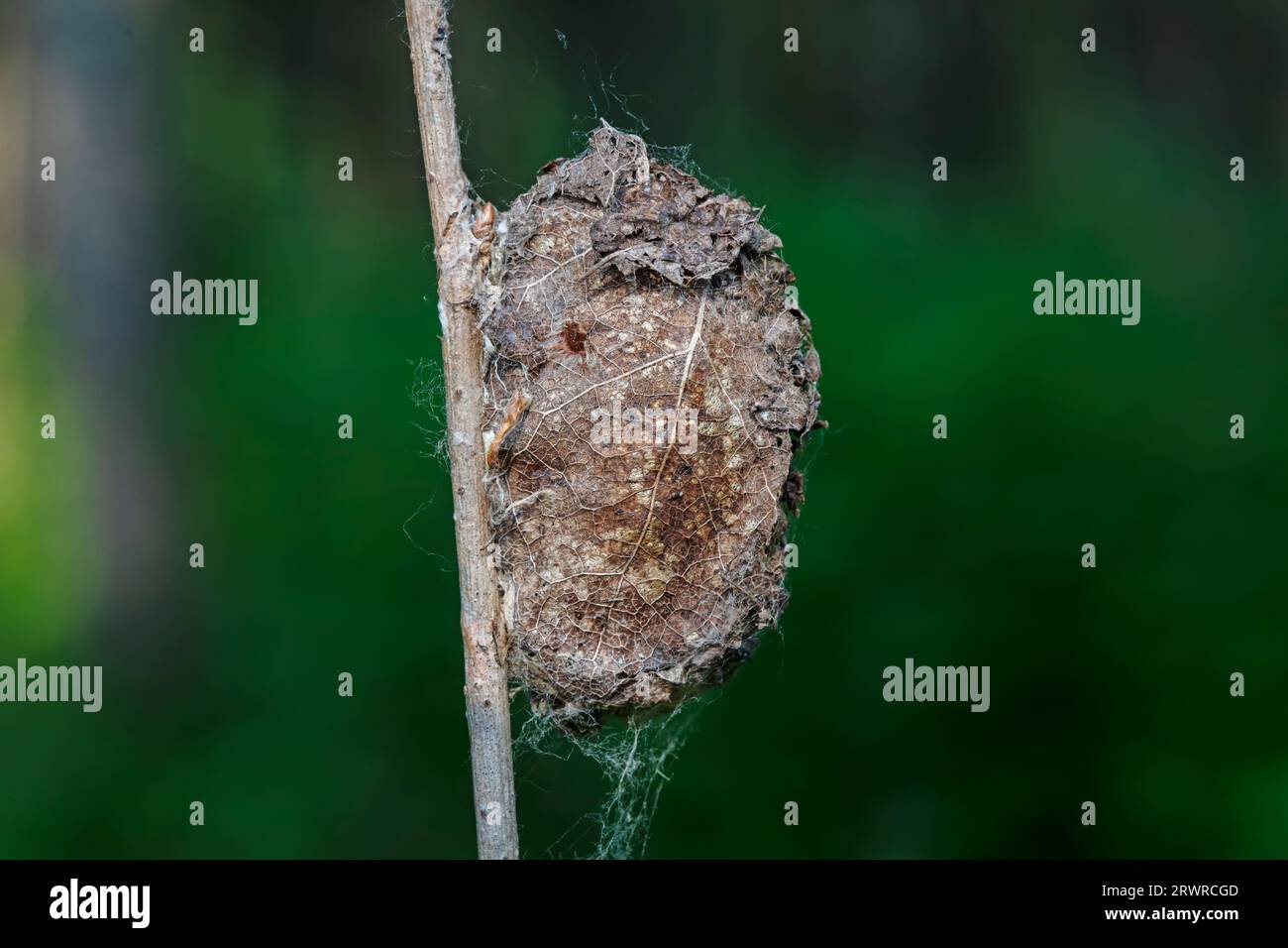 Insect nests in the wild, North China Stock Photo - Alamy