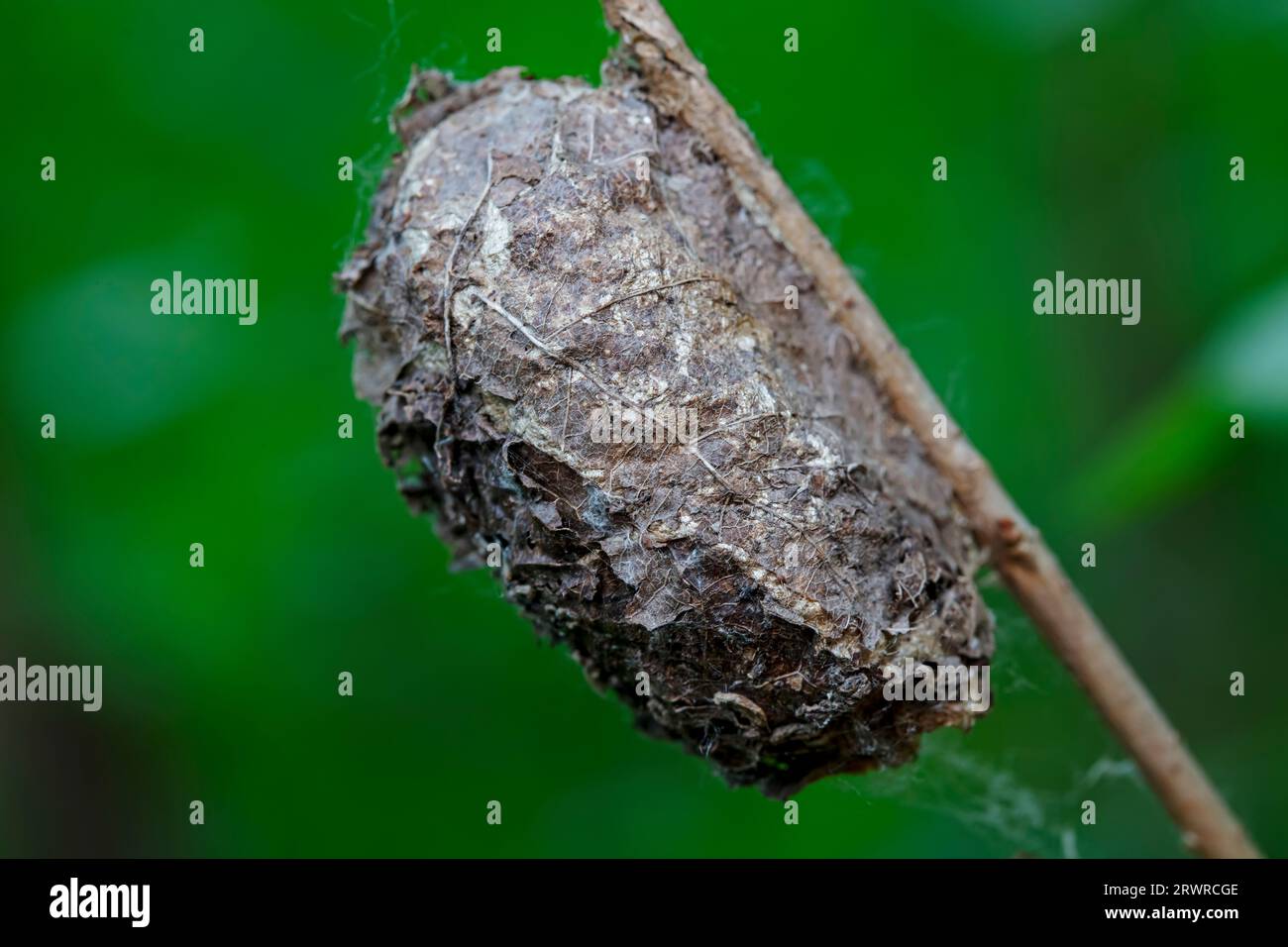 Insect nests hi-res stock photography and images - Alamy