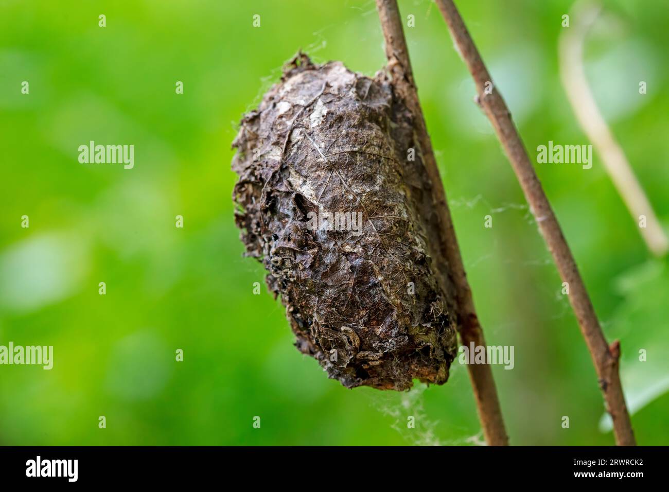 Insect nests hi-res stock photography and images - Alamy
