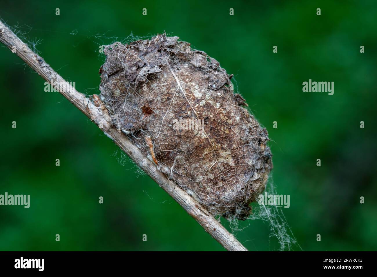 Insect nests hi-res stock photography and images - Alamy