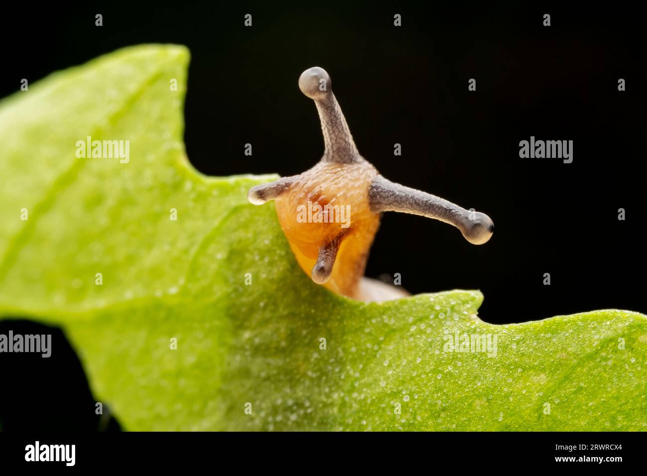 Snails inhabit wild plants in North China Stock Photo - Alamy