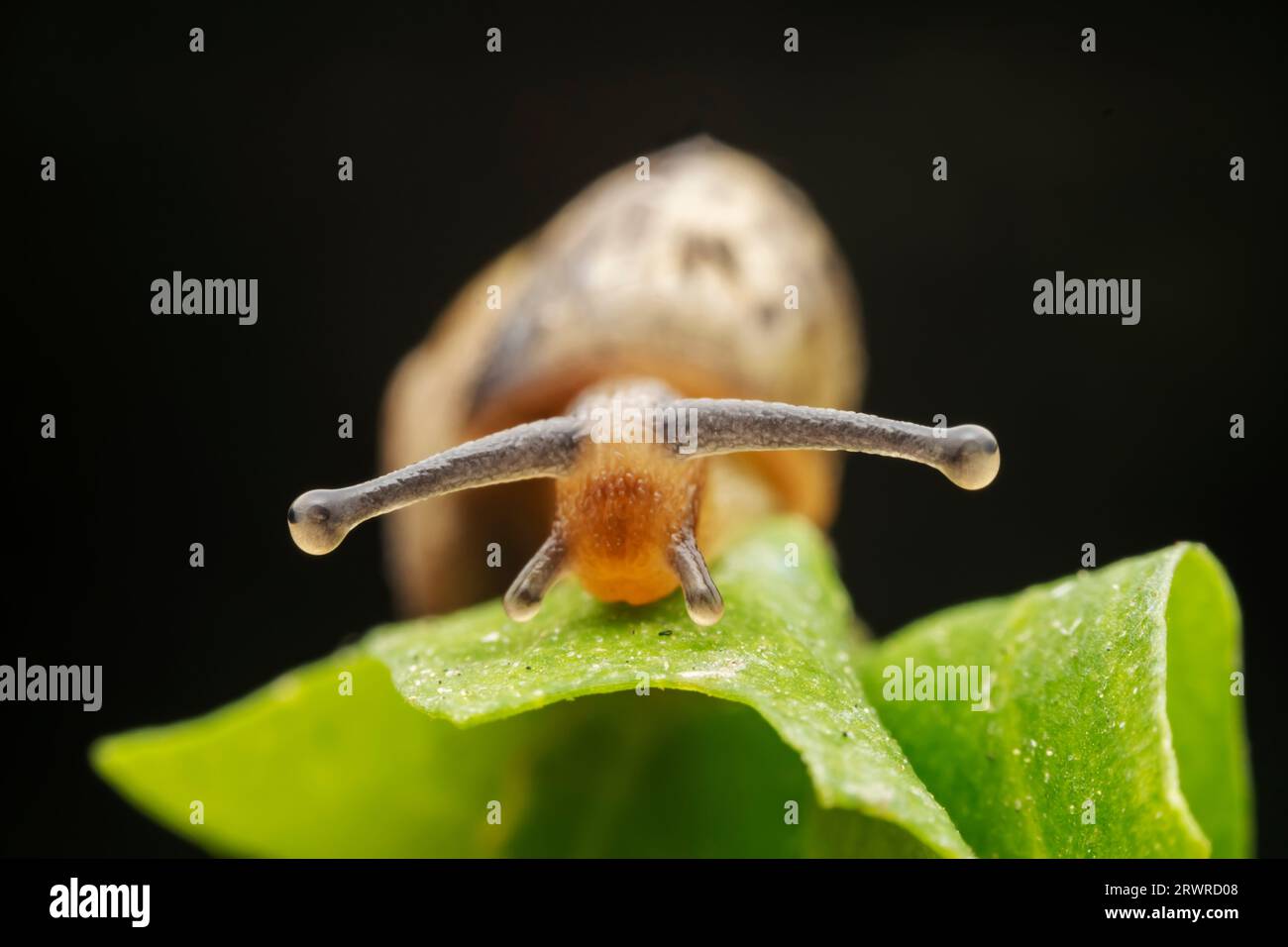 Snails inhabit wild plants in North China Stock Photo - Alamy