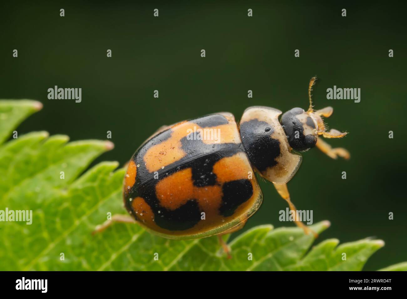 Propylaea japonica hi-res stock photography and images - Alamy
