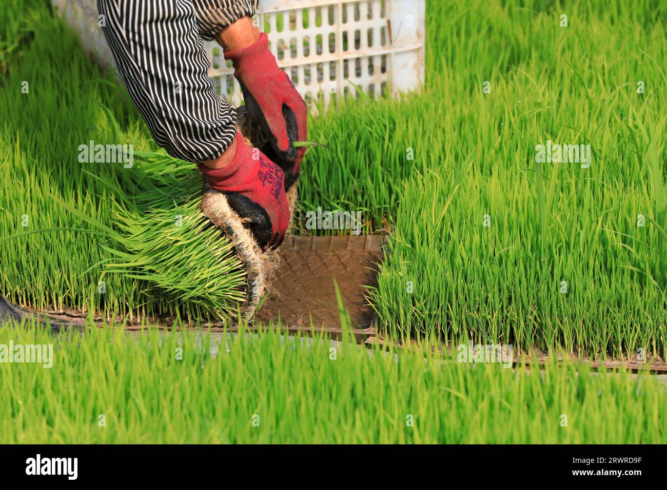 farmers prepare rice seedlings for transplanting in the greenhouse ...