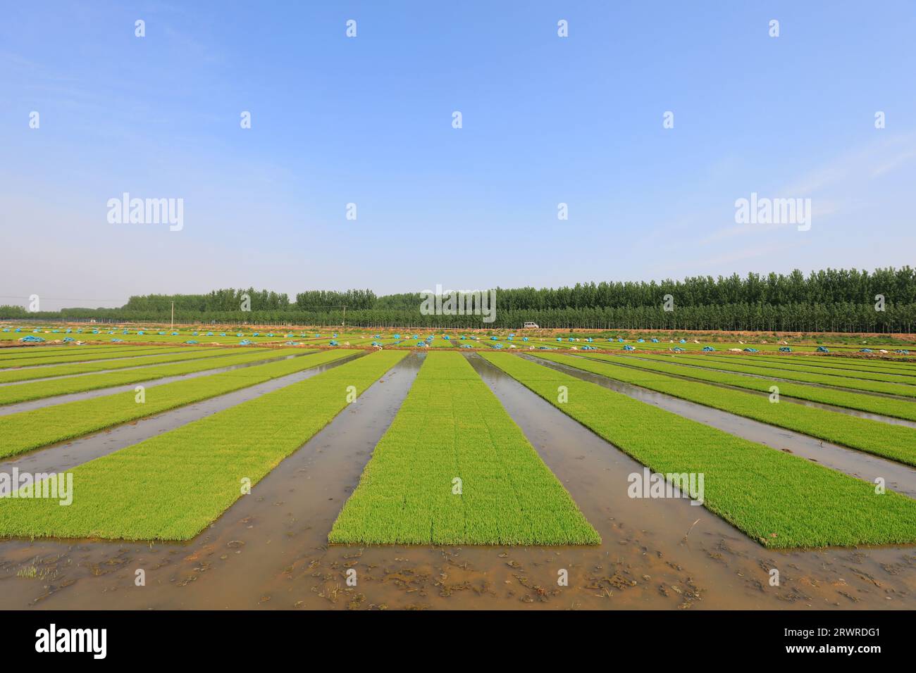 Rice plant nursery hi-res stock photography and images - Alamy