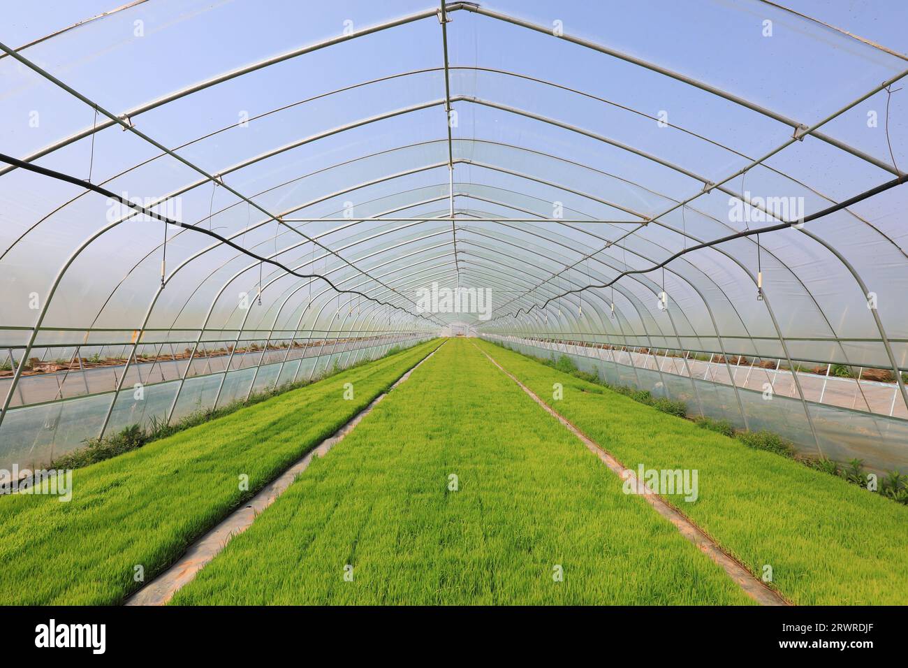 Rice seedling bed in greenhouse, North China Stock Photo - Alamy