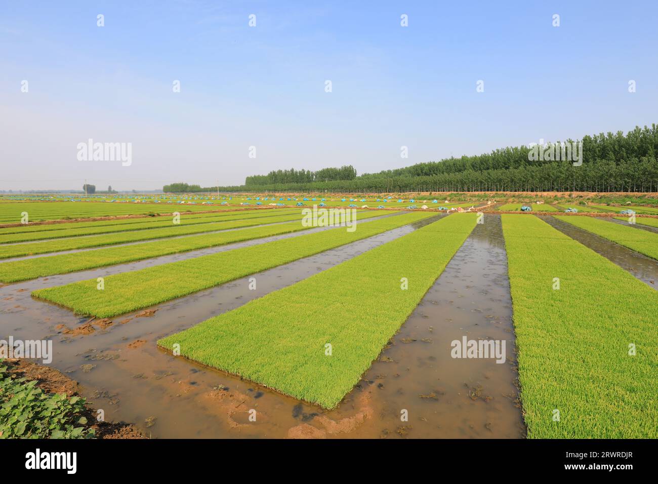 Rice seedbed hi-res stock photography and images - Alamy