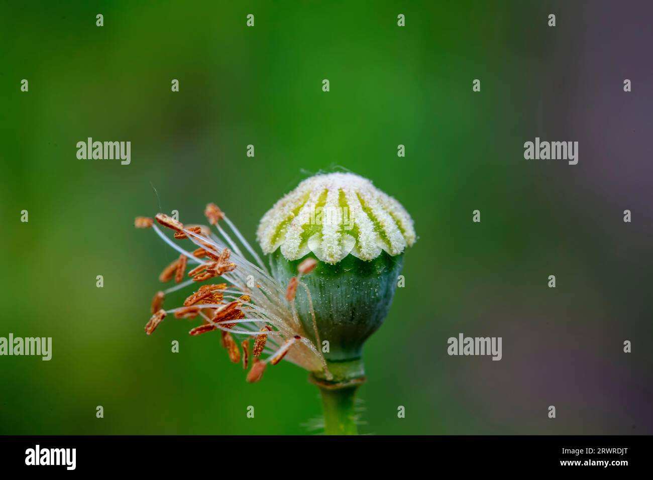 Poppy fruit hi-res stock photography and images - Alamy