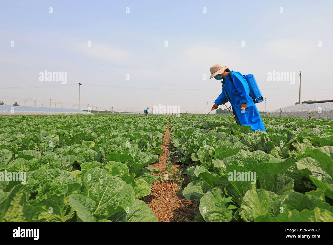 LUANNAN COUNTY, China - May 19, 2022: Farmers are spraying fungicides ...