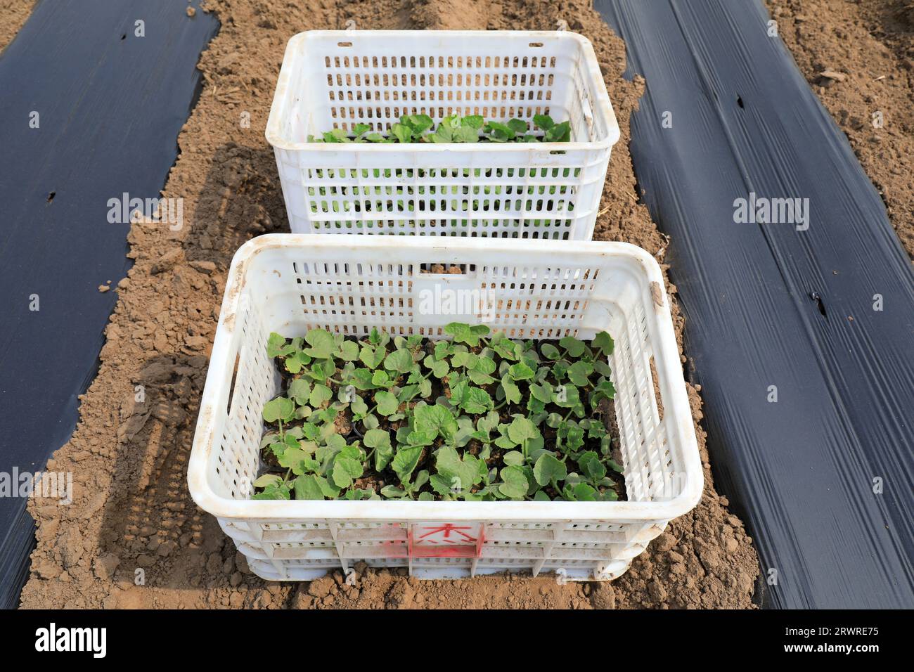 Cultivation gourd seedling in plastic hi-res stock photography and ...