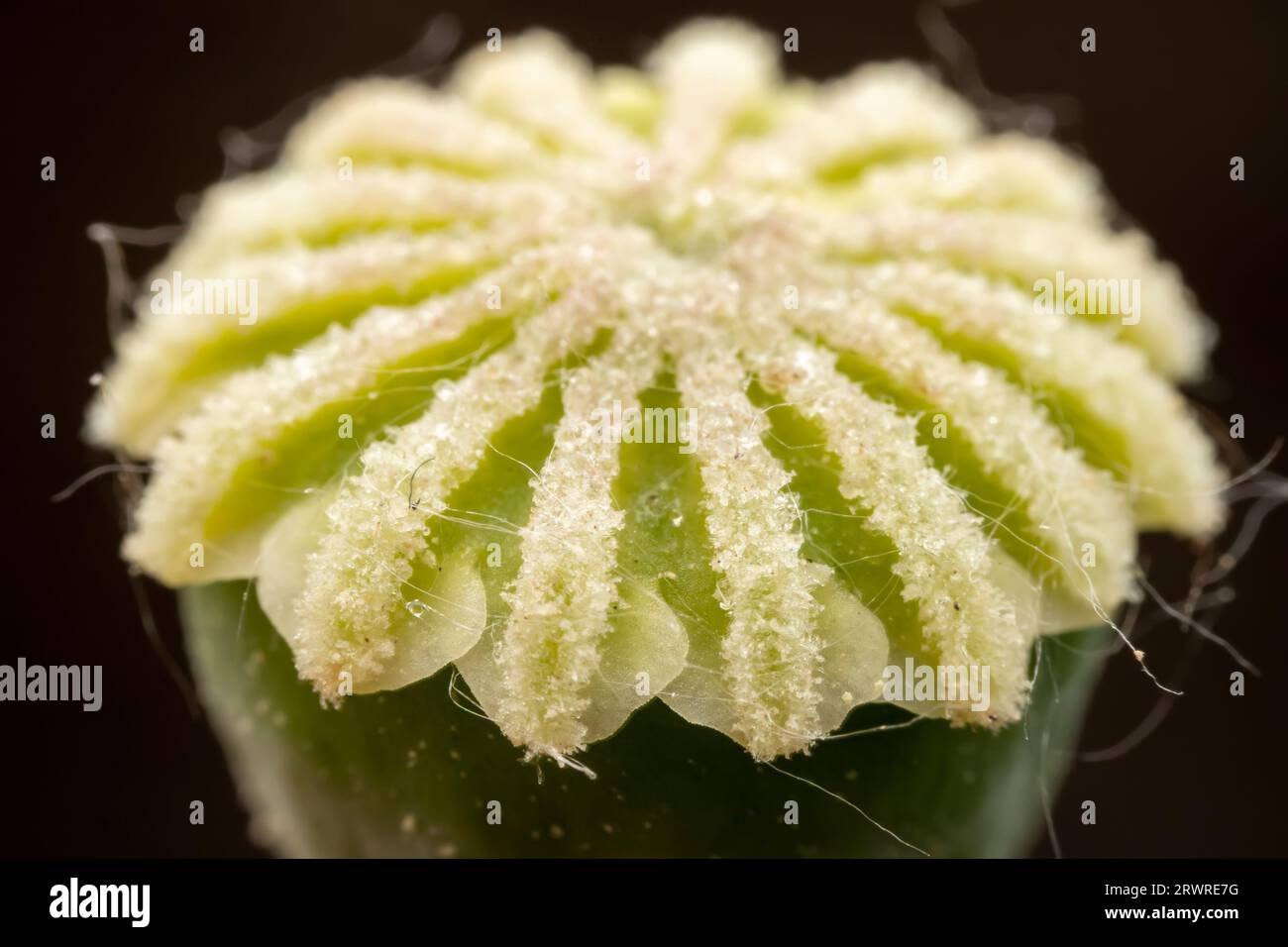 Poppy fruit hi-res stock photography and images - Alamy
