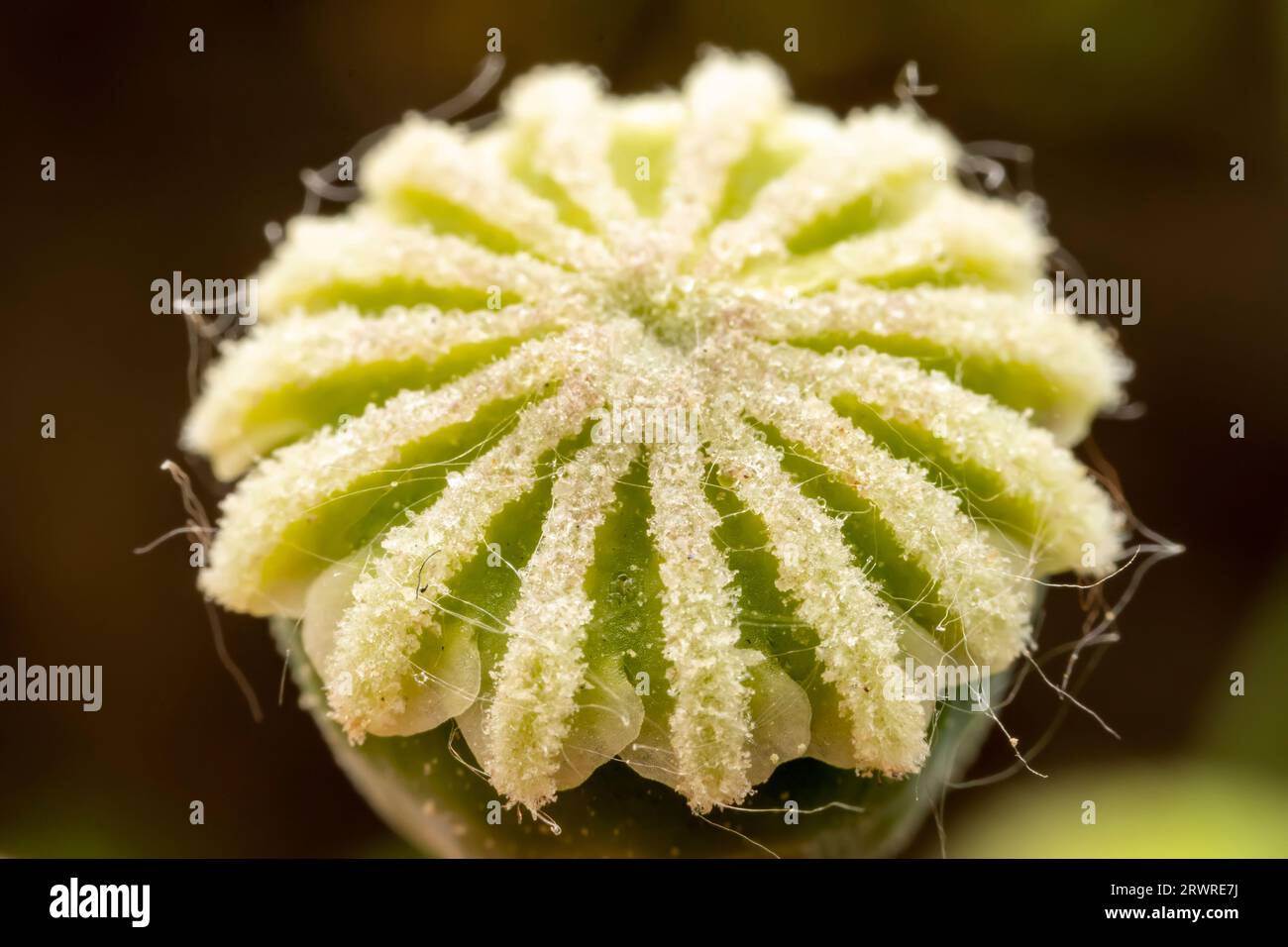Poppy fruit hi-res stock photography and images - Alamy