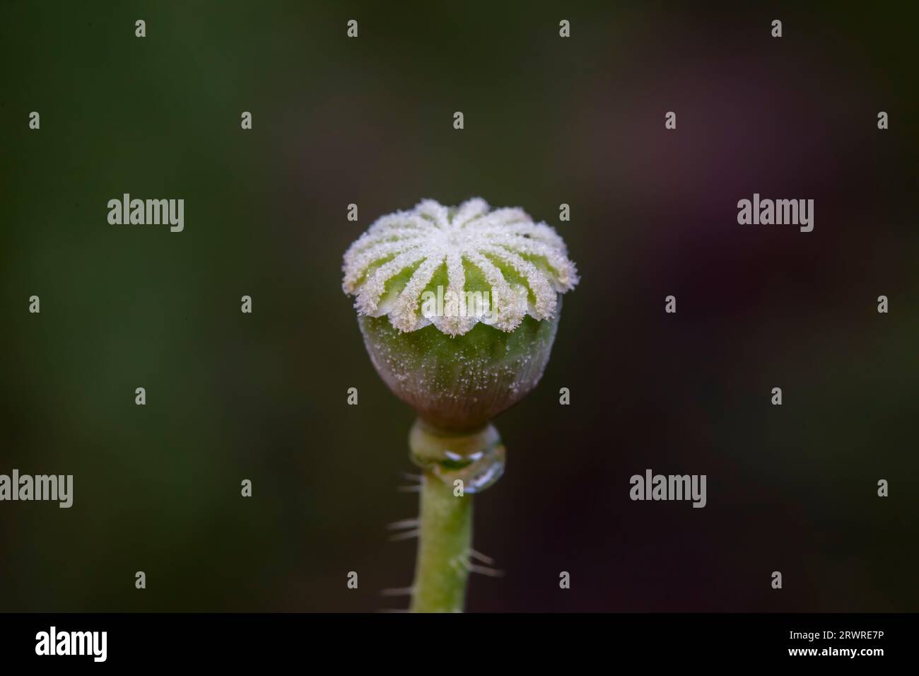 Poppy fruit hi-res stock photography and images - Alamy