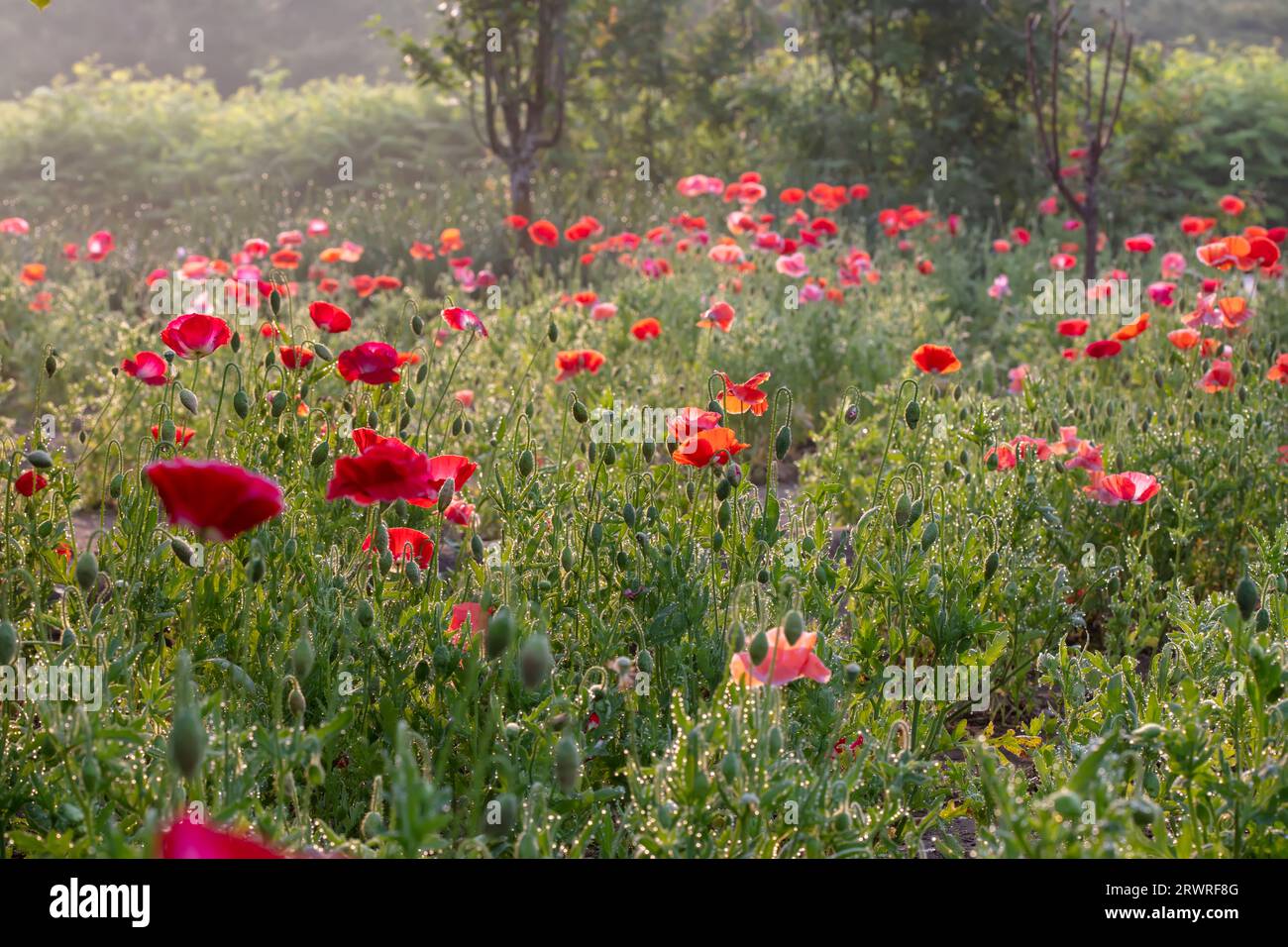 Beautiful corn poppy Flowers in the Garden Stock Photo - Alamy