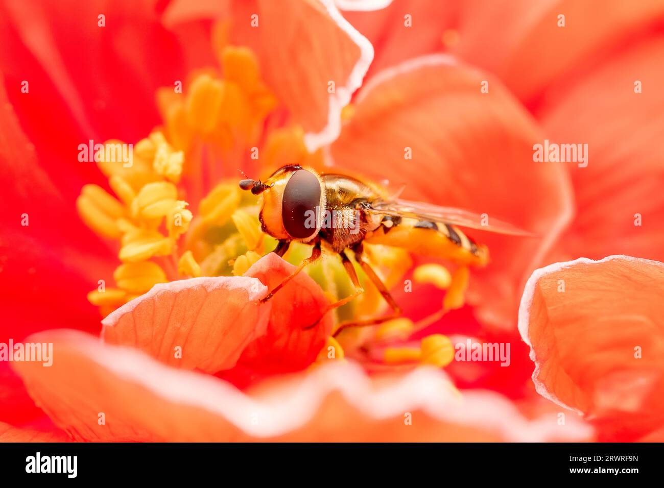 syrphid Sucking nectar on flowers Stock Photo - Alamy
