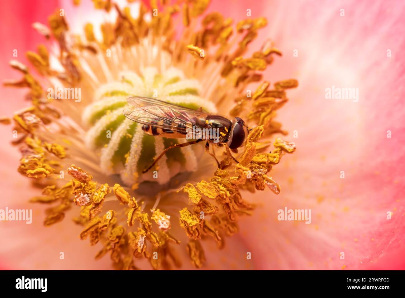syrphid Sucking nectar on flowers Stock Photo - Alamy