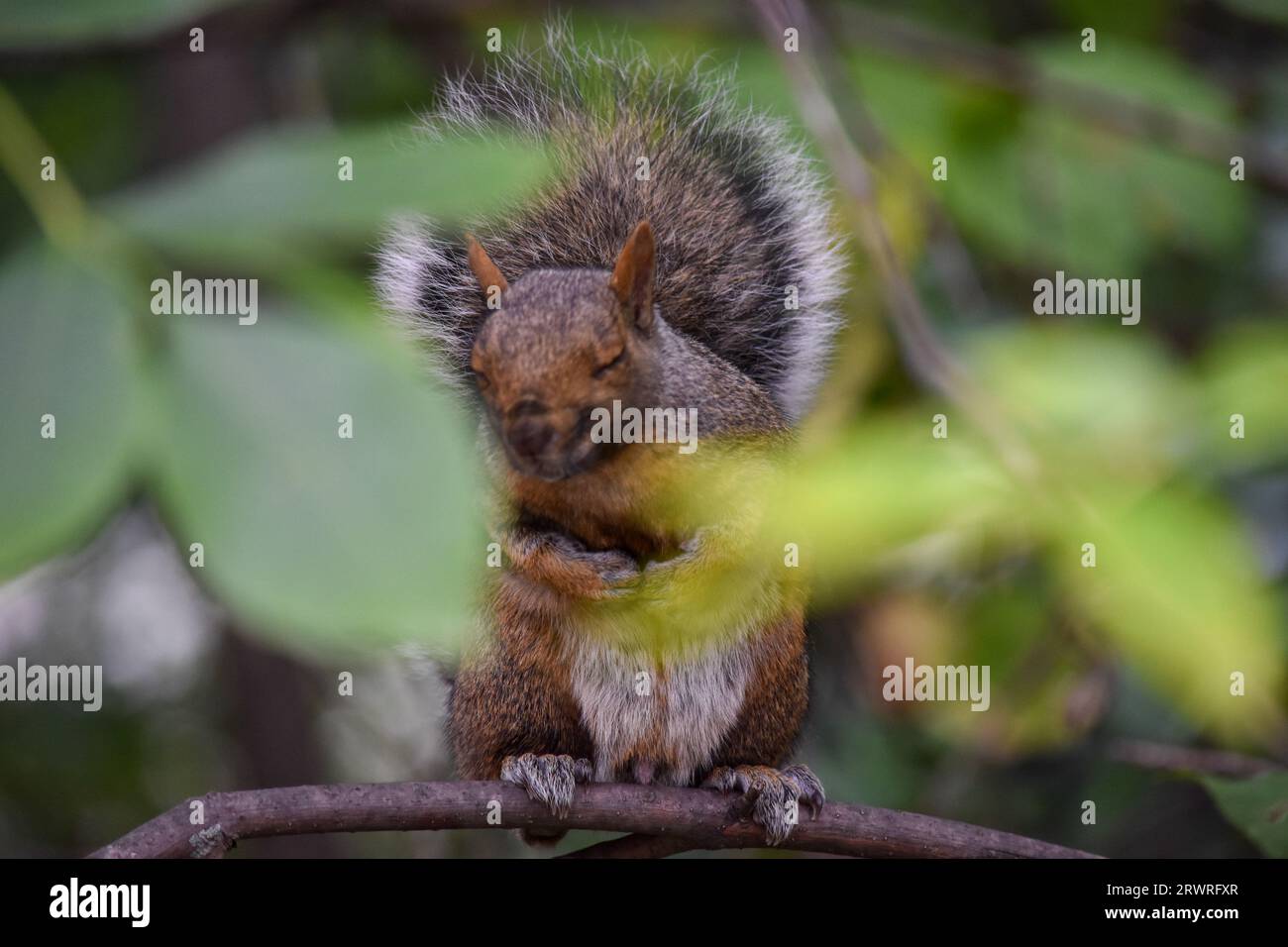 American Red Squirrel sleeping in a tree hidden by leaves - St ...