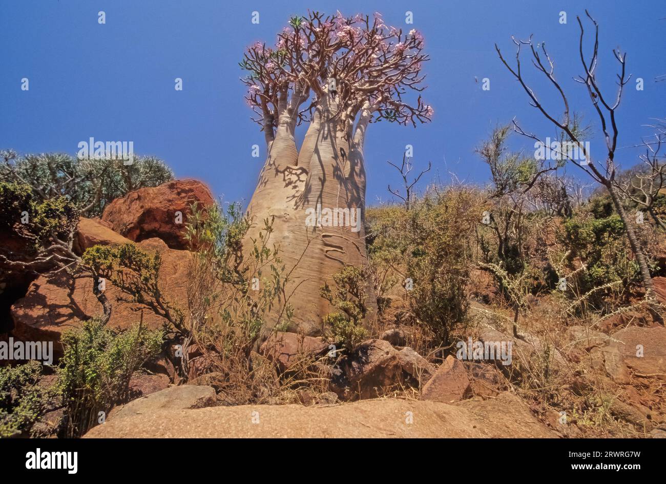 Adenium obesum, more commonly known as a desert rose, is a poisonous ...