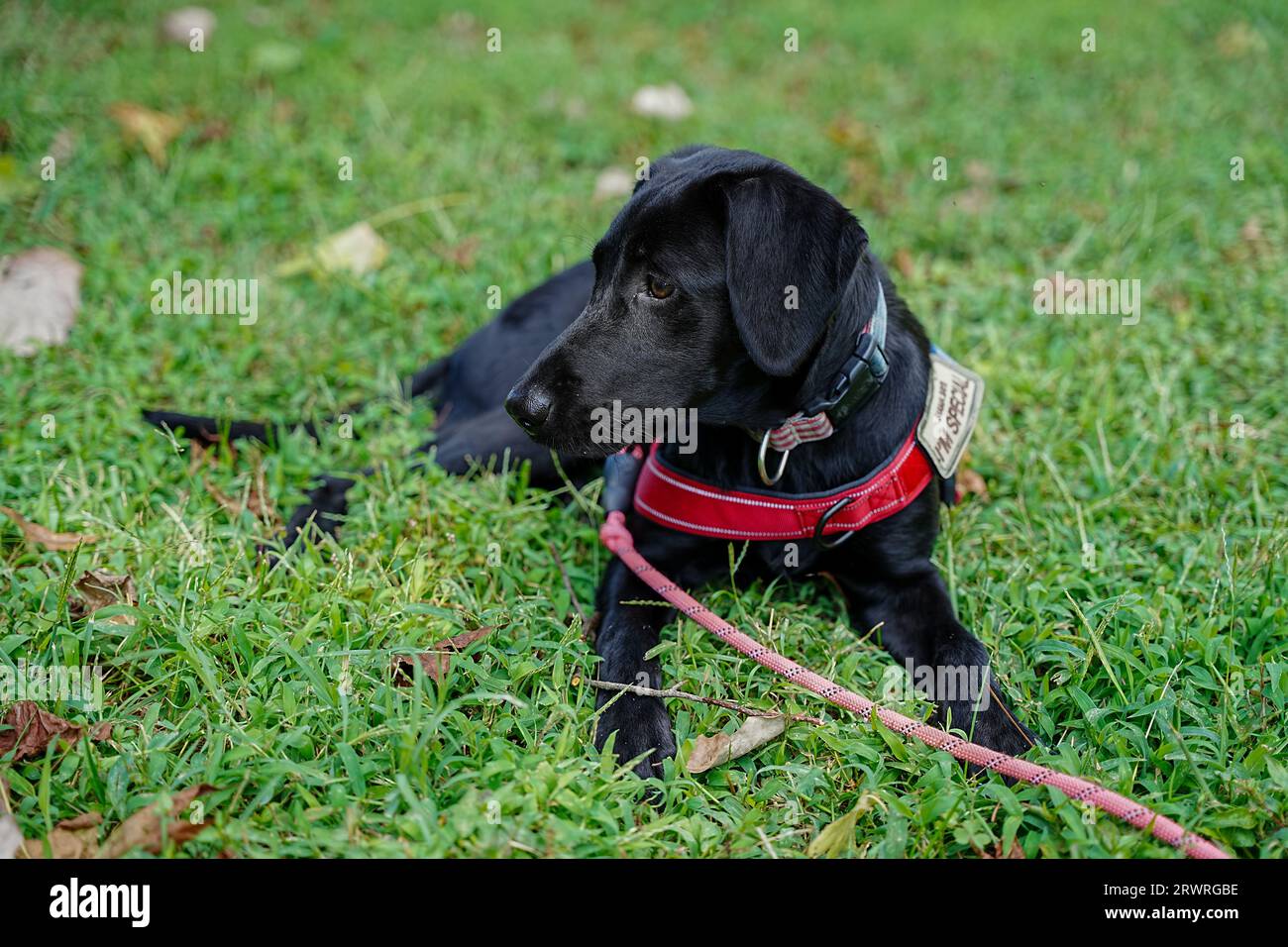 Black Labrador resting on grass Stock Photo - Alamy