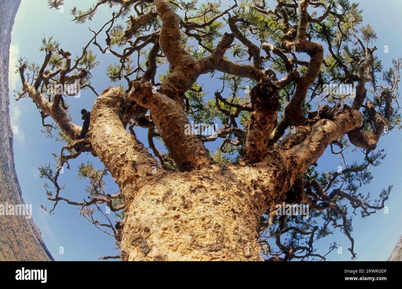 Boswellia is a genus of trees in the order Sapindales, known for its ...