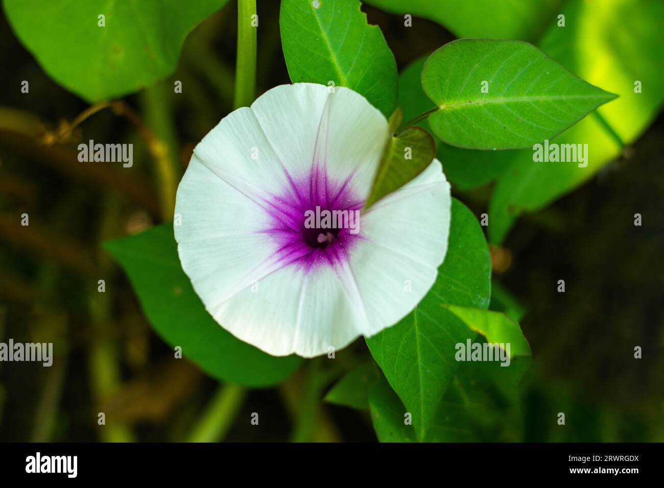 Kangkong hi-res stock photography and images - Alamy