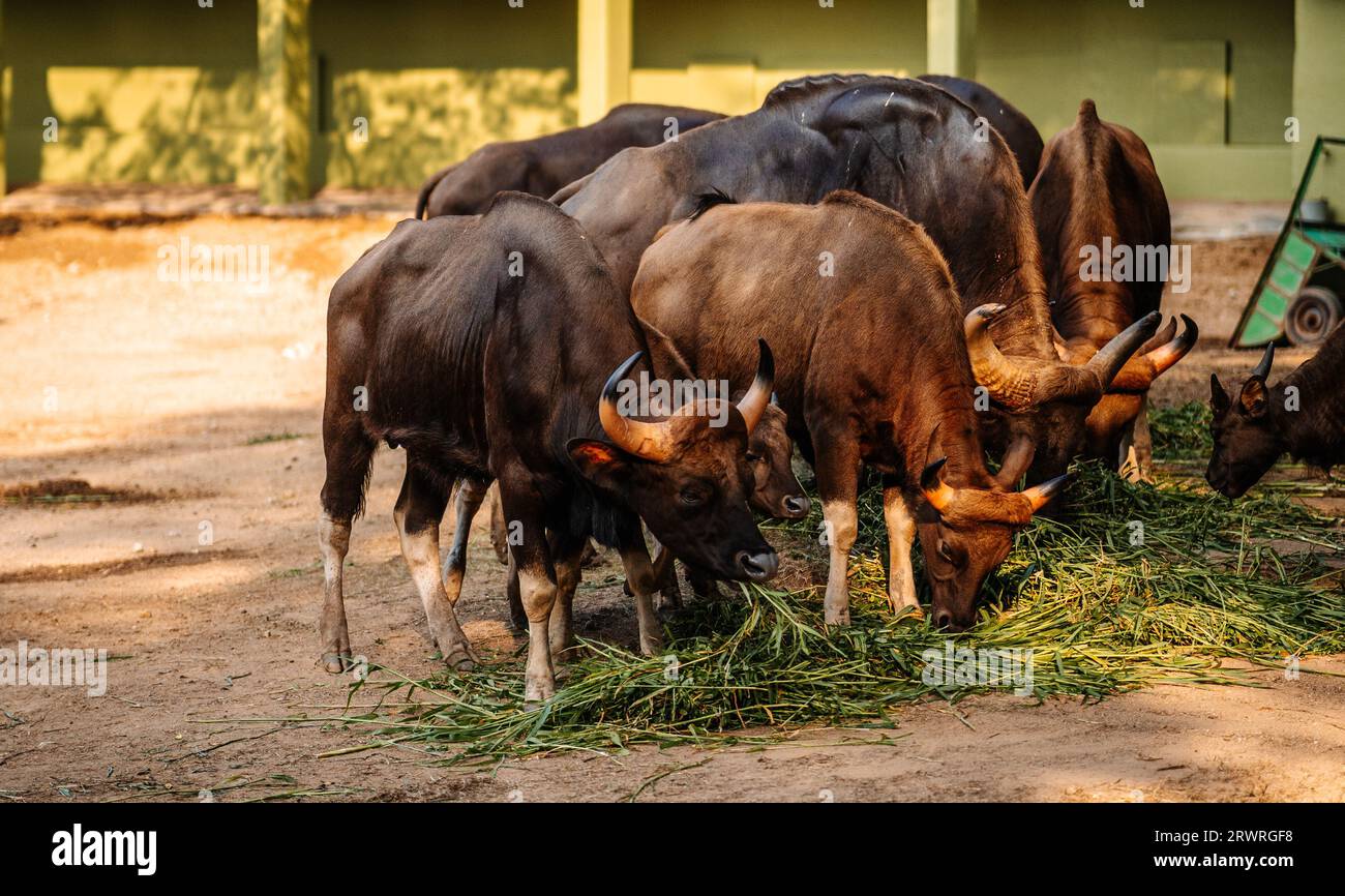 Gaur and calf hi-res stock photography and images - Alamy