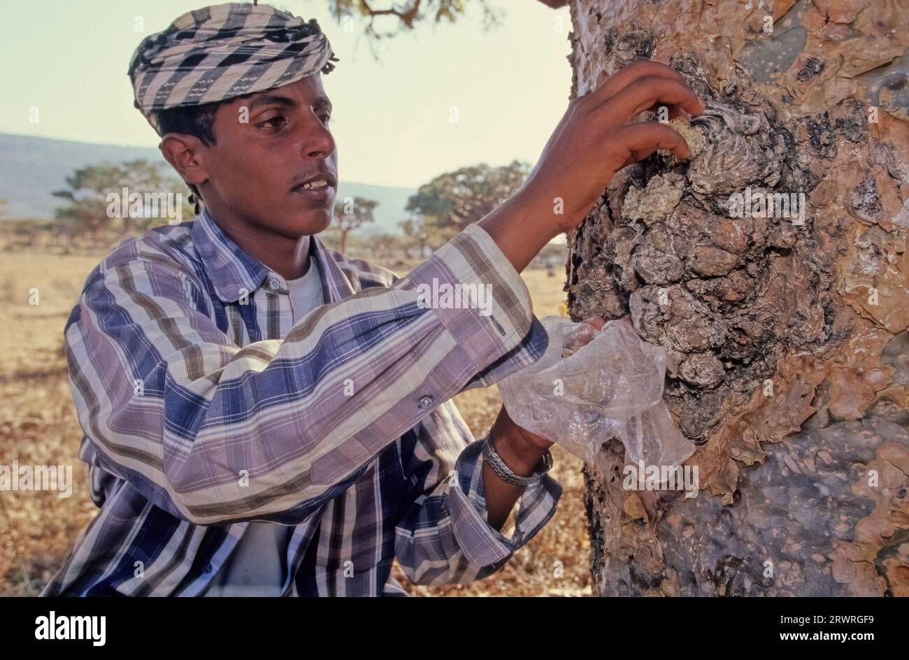 Boswellia is a genus of trees in the order Sapindales, known for its ...
