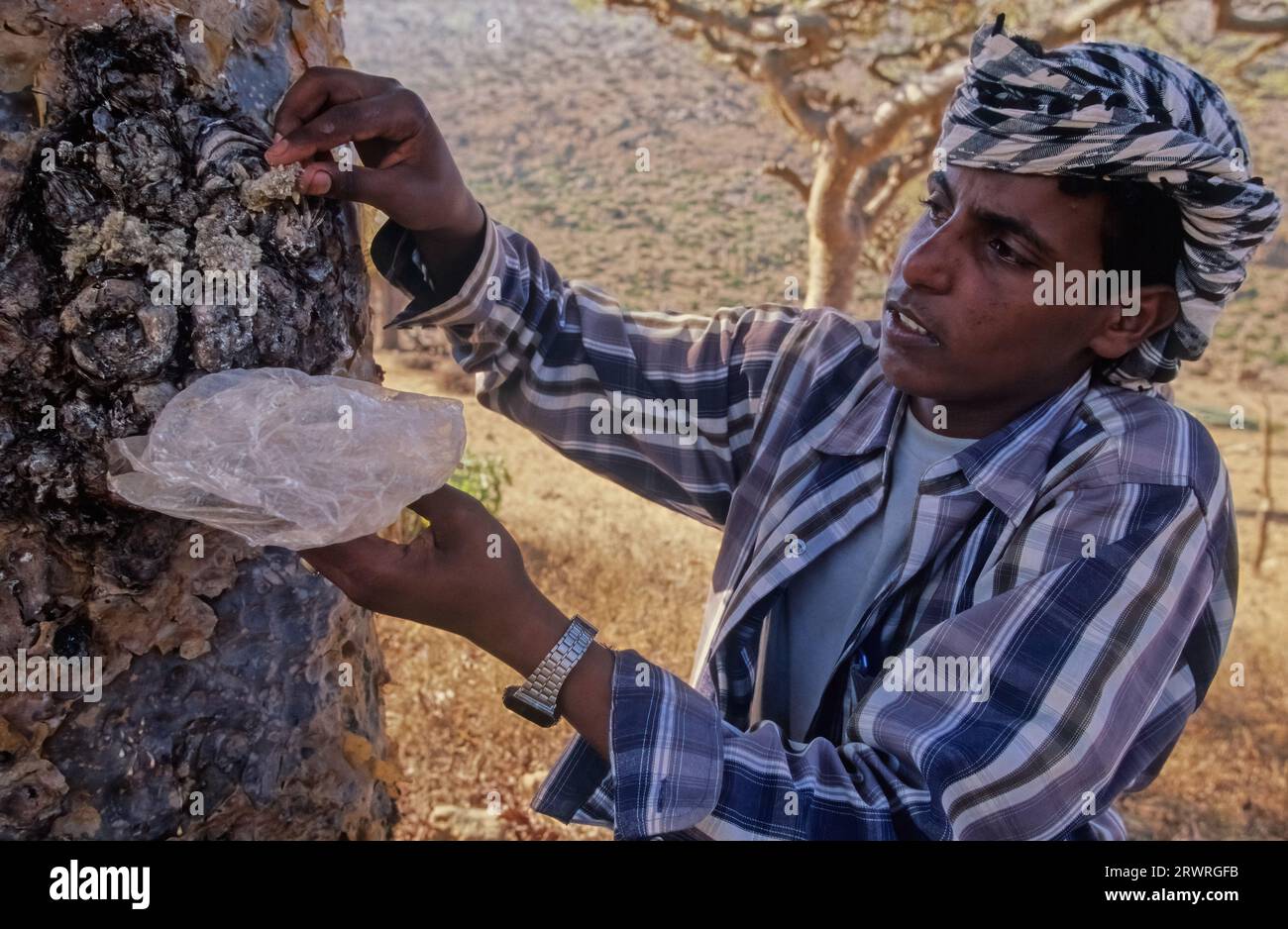 Dhofar desert boswellia hi-res stock photography and images - Alamy