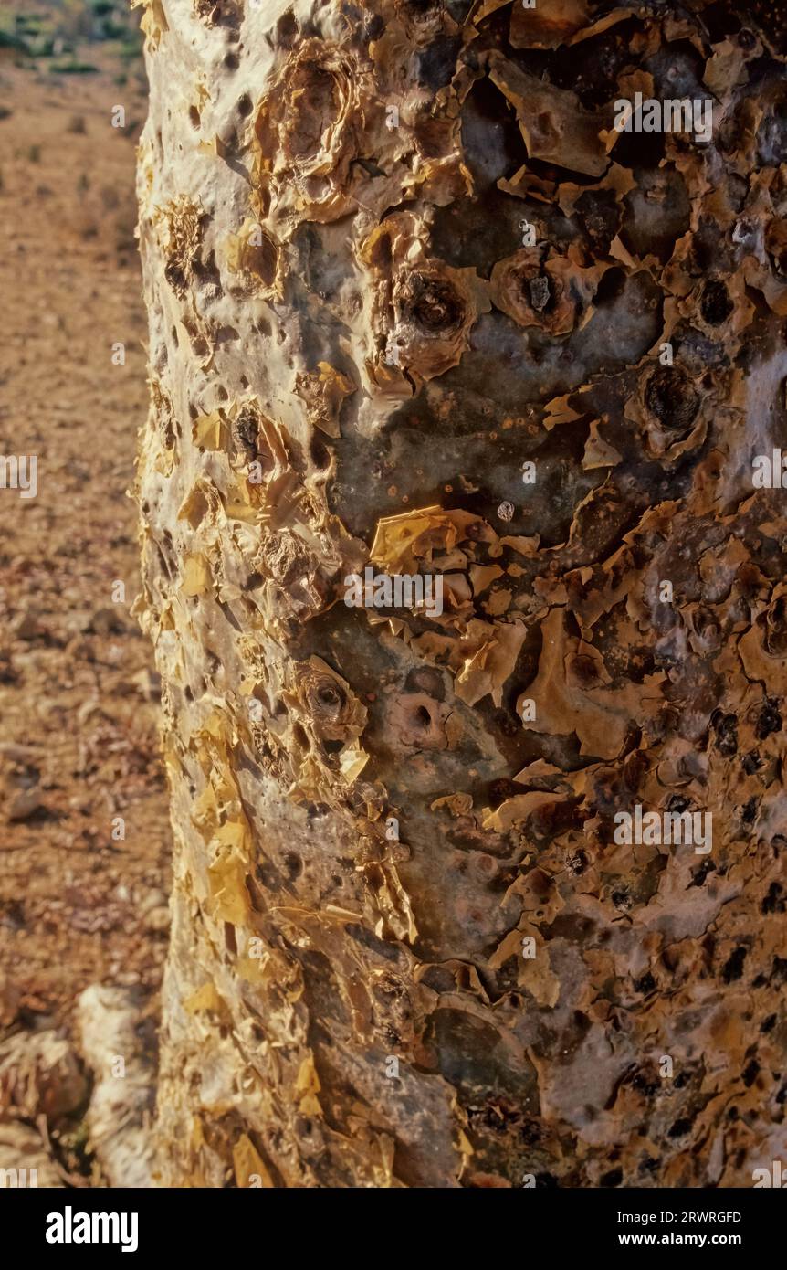 Dhofar desert boswellia hi-res stock photography and images - Alamy