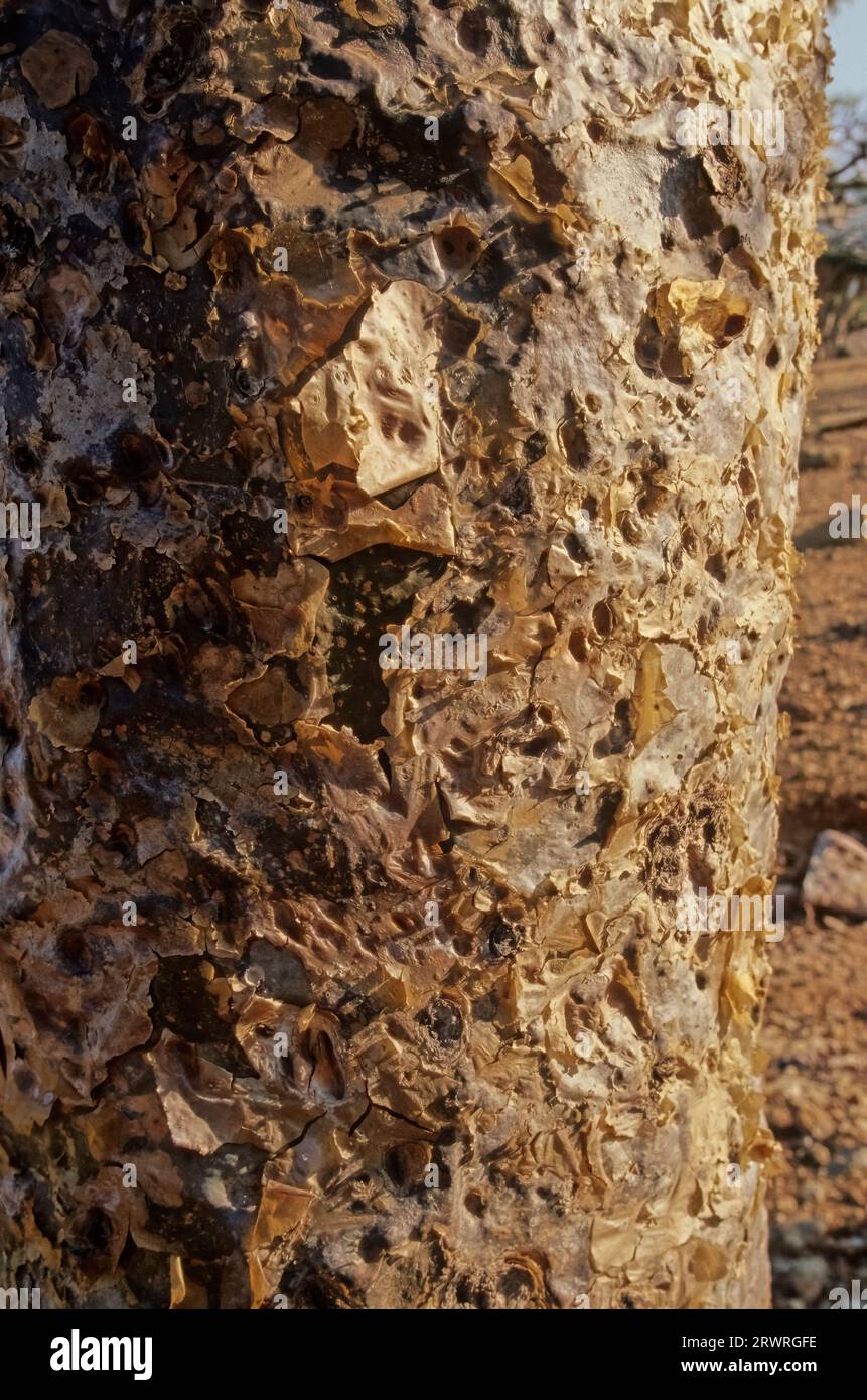 Boswellia is a genus of trees in the order Sapindales, known for its ...