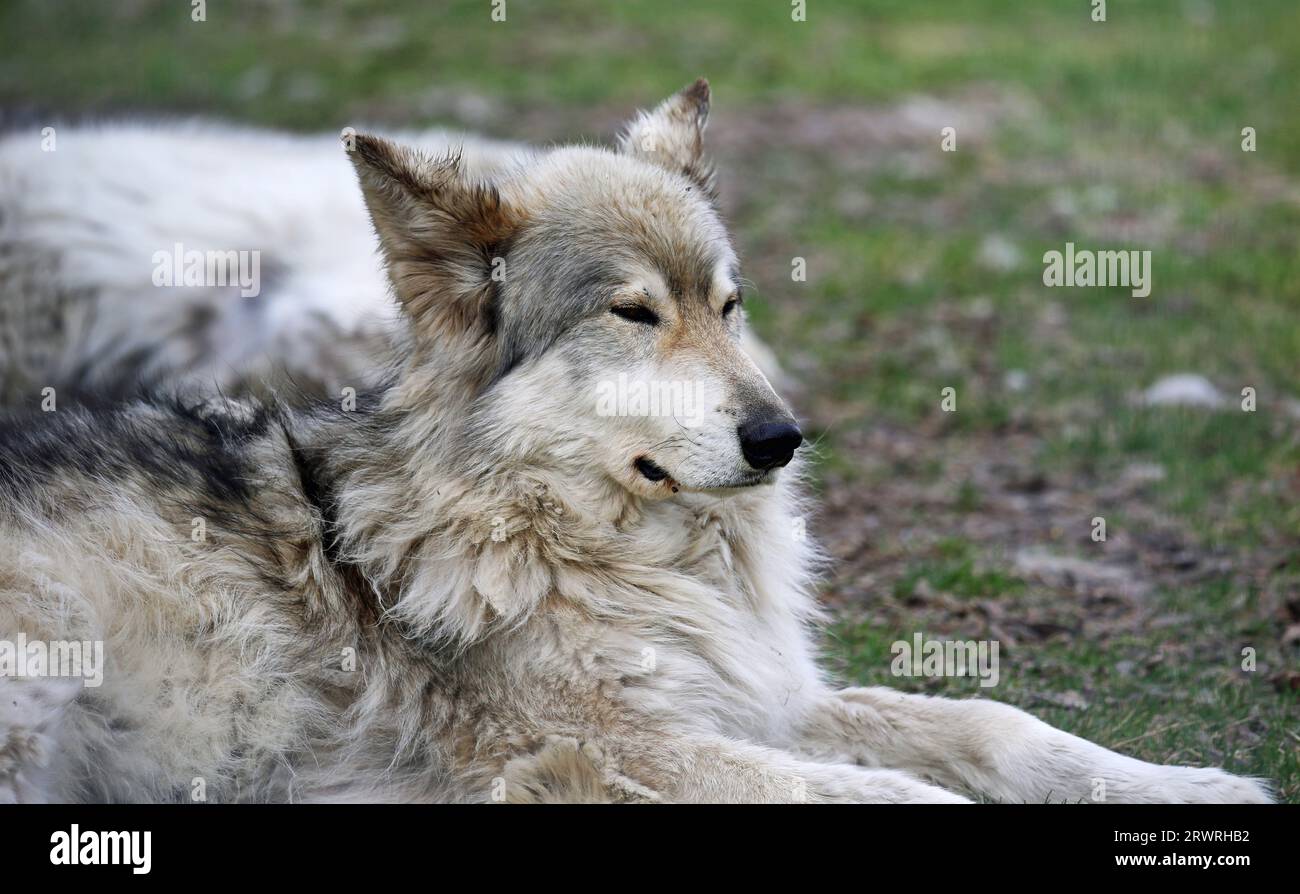 The sleeping beauty wolf hi-res stock photography and images - Alamy