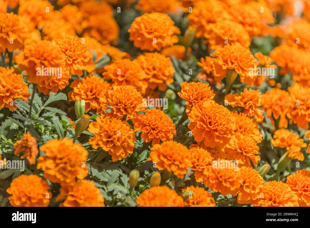 Marigold texture hi-res stock photography and images - Alamy