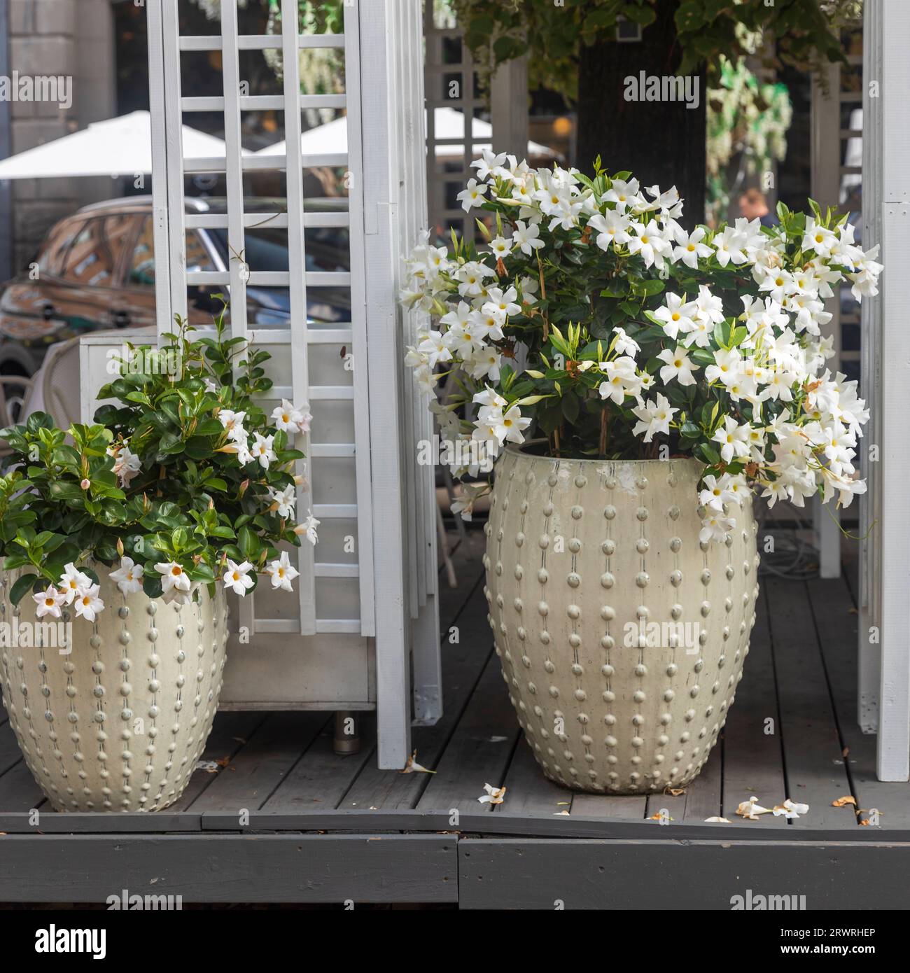 Mandevilla laxa in a pot decorates the veranda of the restaurant Stock ...