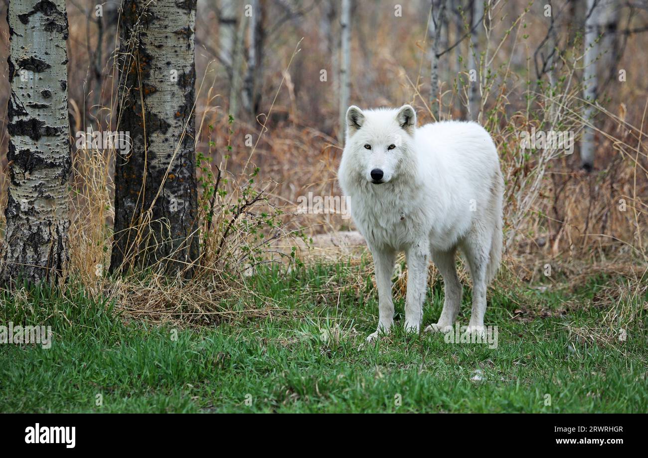 Beautiful arctic wolf hi-res stock photography and images - Alamy