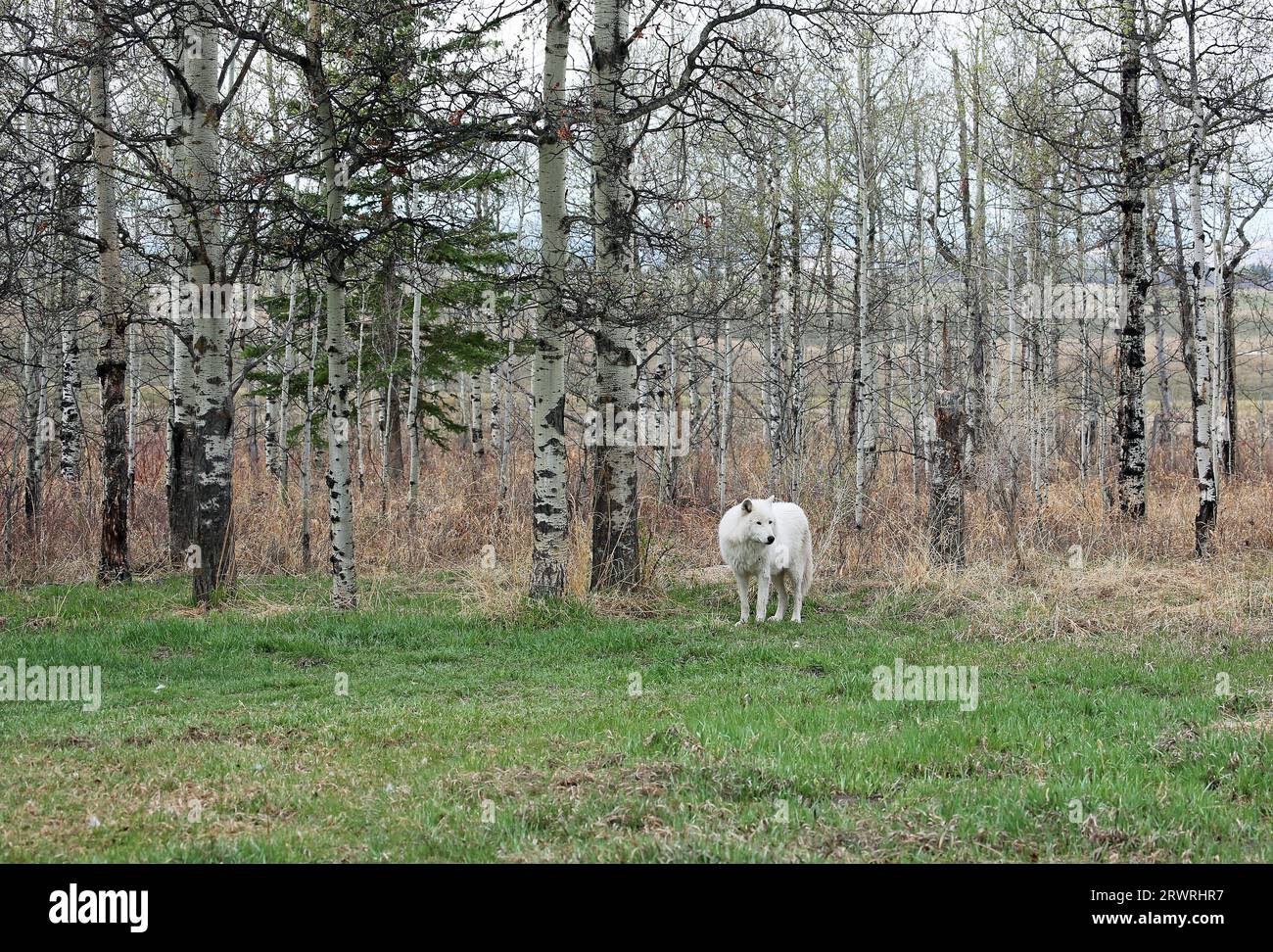 Birch trees canada alberta hi-res stock photography and images - Alamy