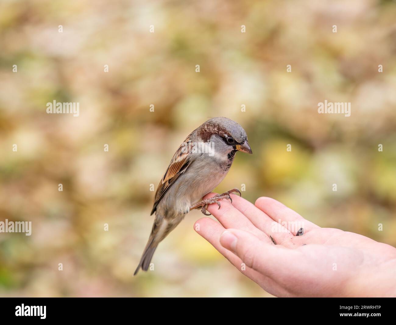 Sparrow eats seeds from a man's hand. A Sparrow bird sitting on the ...