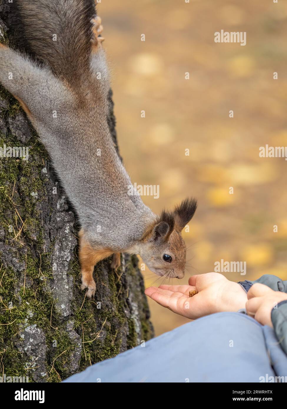 The boy feeds a squirrel with nuts from a hand in the wood. Wild animal ...