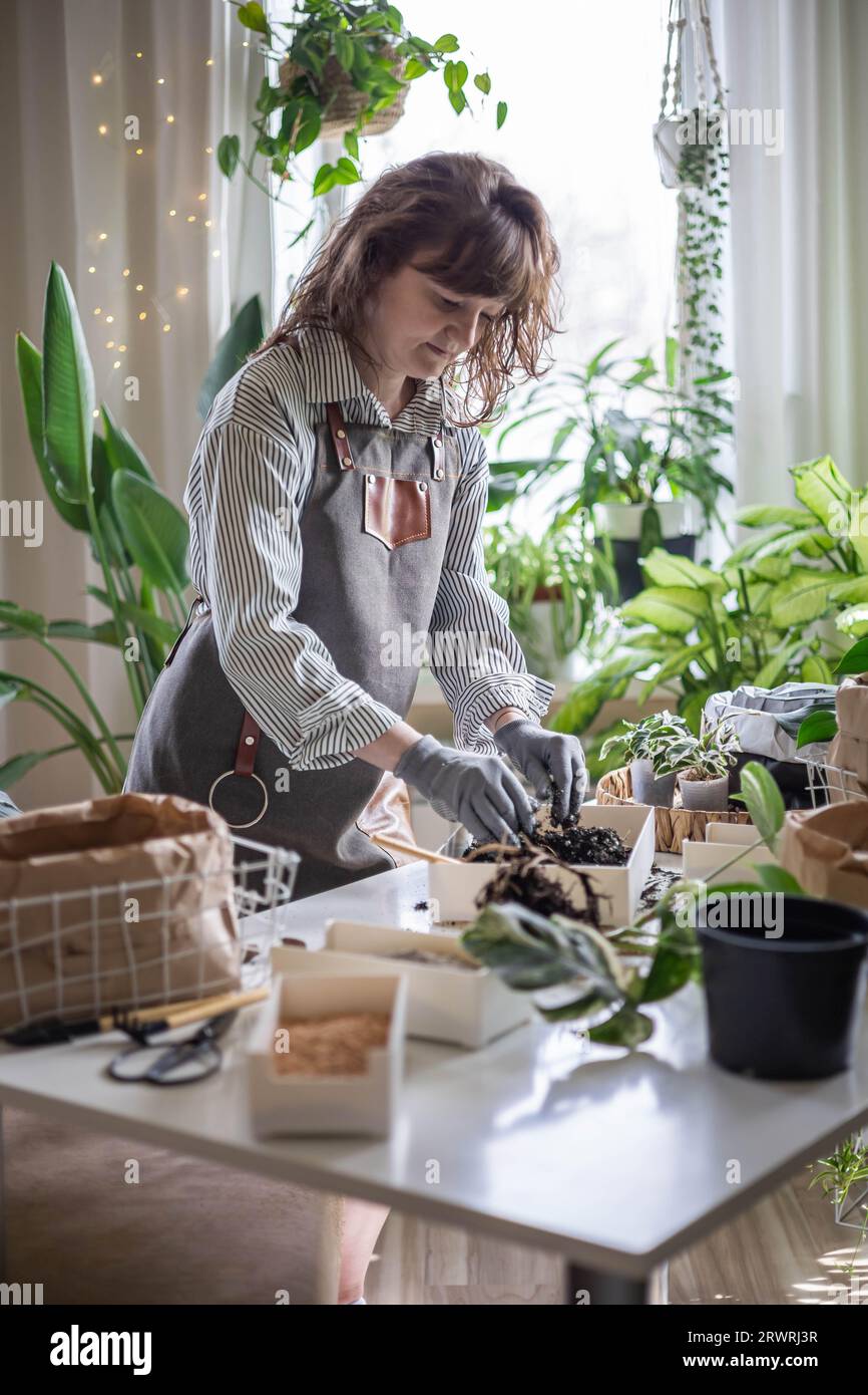 Female gardener hands mixing priming ground soil variegated monstera ...