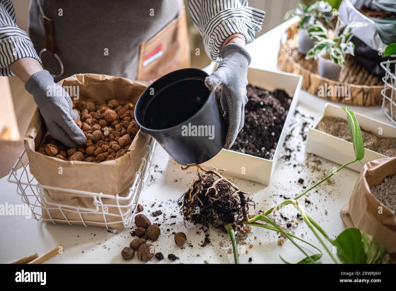 Woman gardener hands adding drainage granules to plastic pot variegated ...