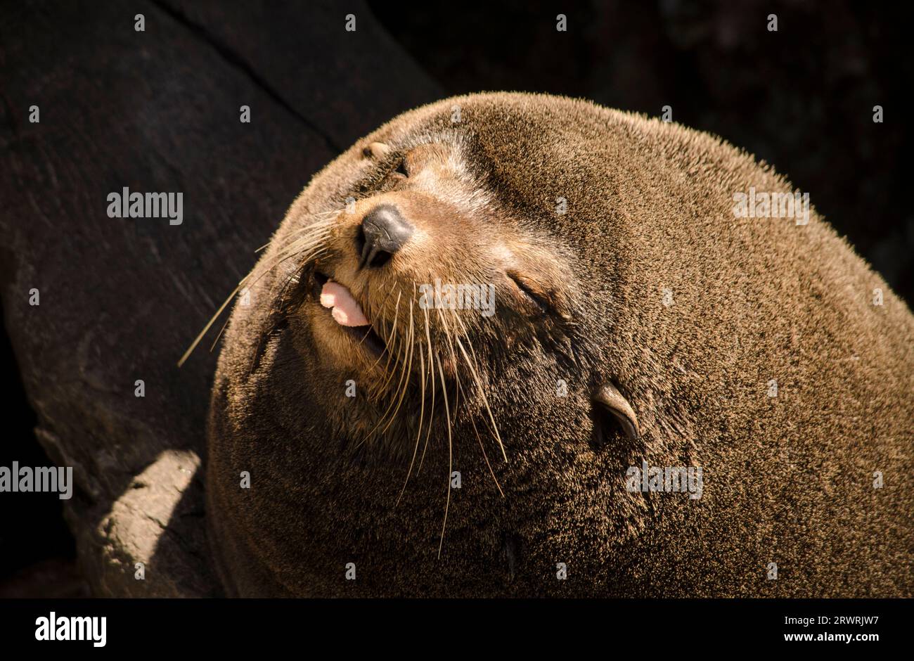 Pinniped facial expression hi-res stock photography and images - Alamy