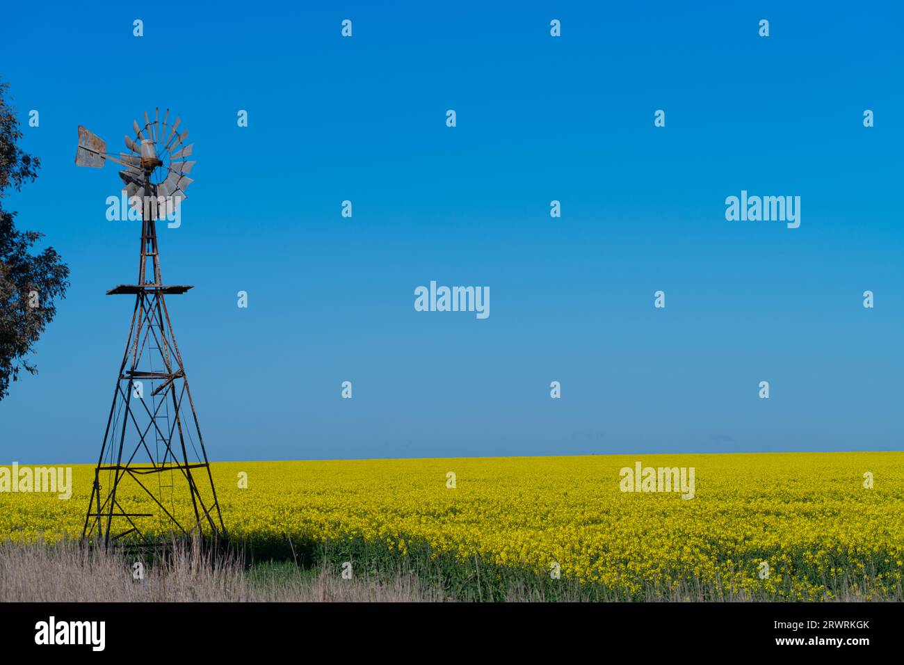A canola field in Victoria Australia showing yellow flowers, windmill ...