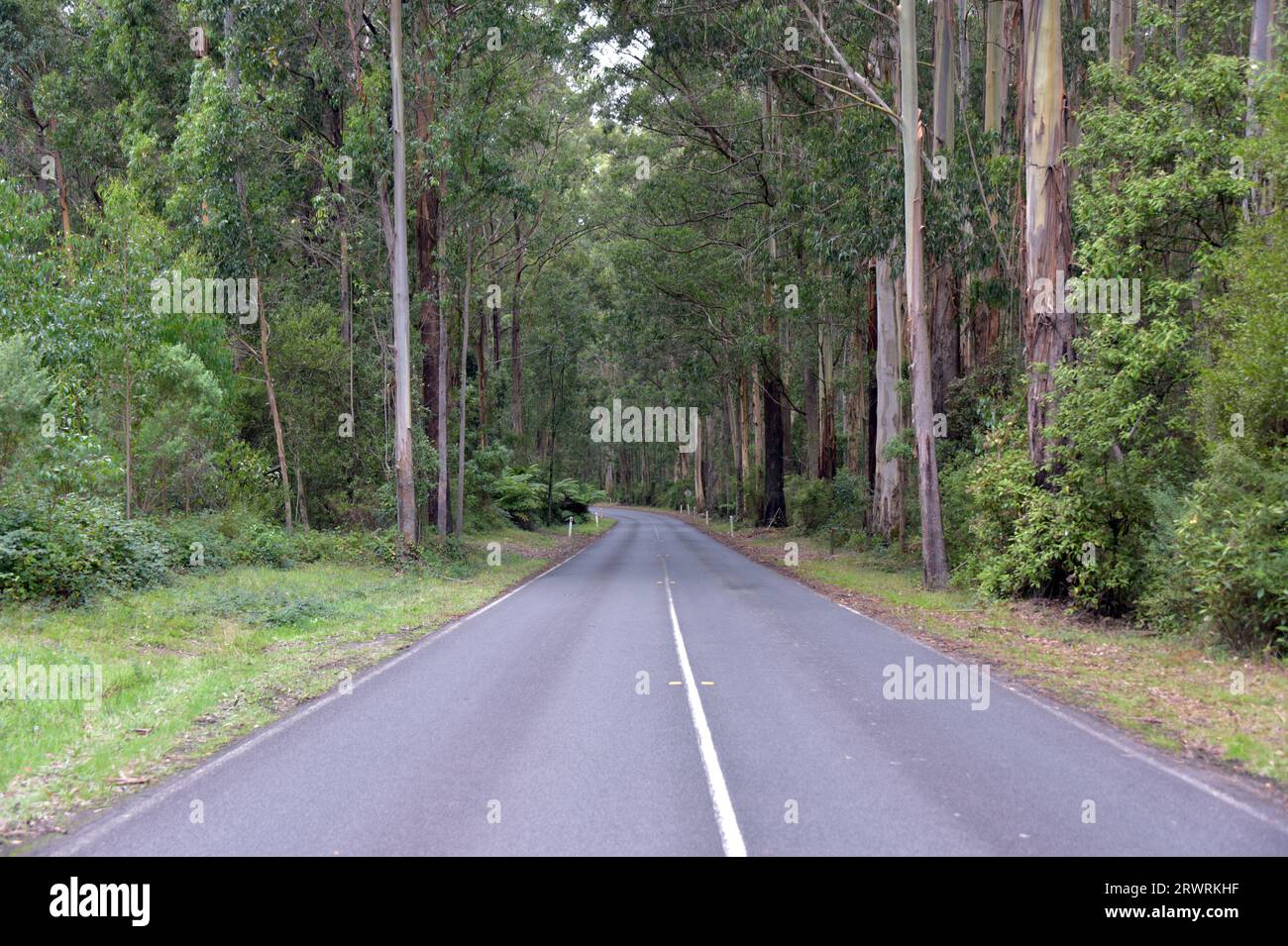 Wide open road, Great Ocean Road, Victoria, Australia Stock Photo - Alamy Wide open road, Great Ocean Road, Victoria, Australia Stock Photo - Alamy
