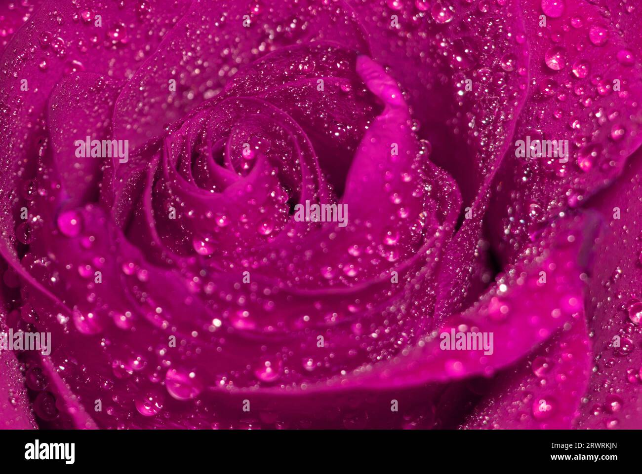Close up photo with shallow focus, purple rose in water drops Stock ...