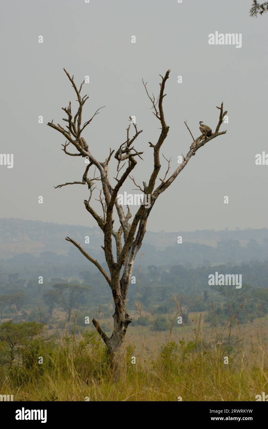 A dead tree standing on the African savanna with a vulture perching in ...