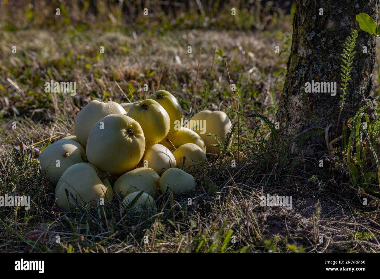 Red and yellow apples, fruits among the leaves on a branch, polish ...