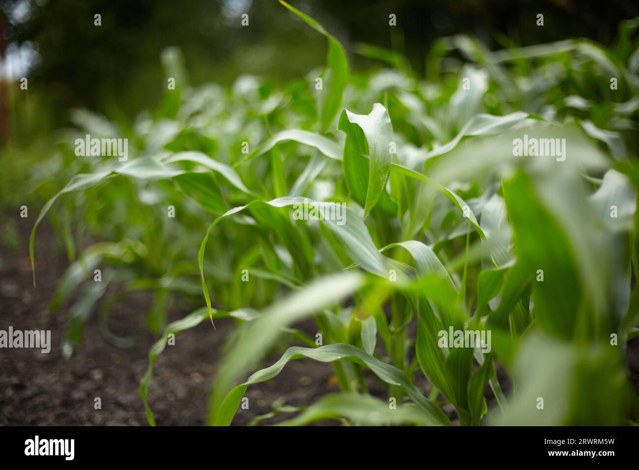 Corn. Green leaves of the crop Stock Photo - Alamy