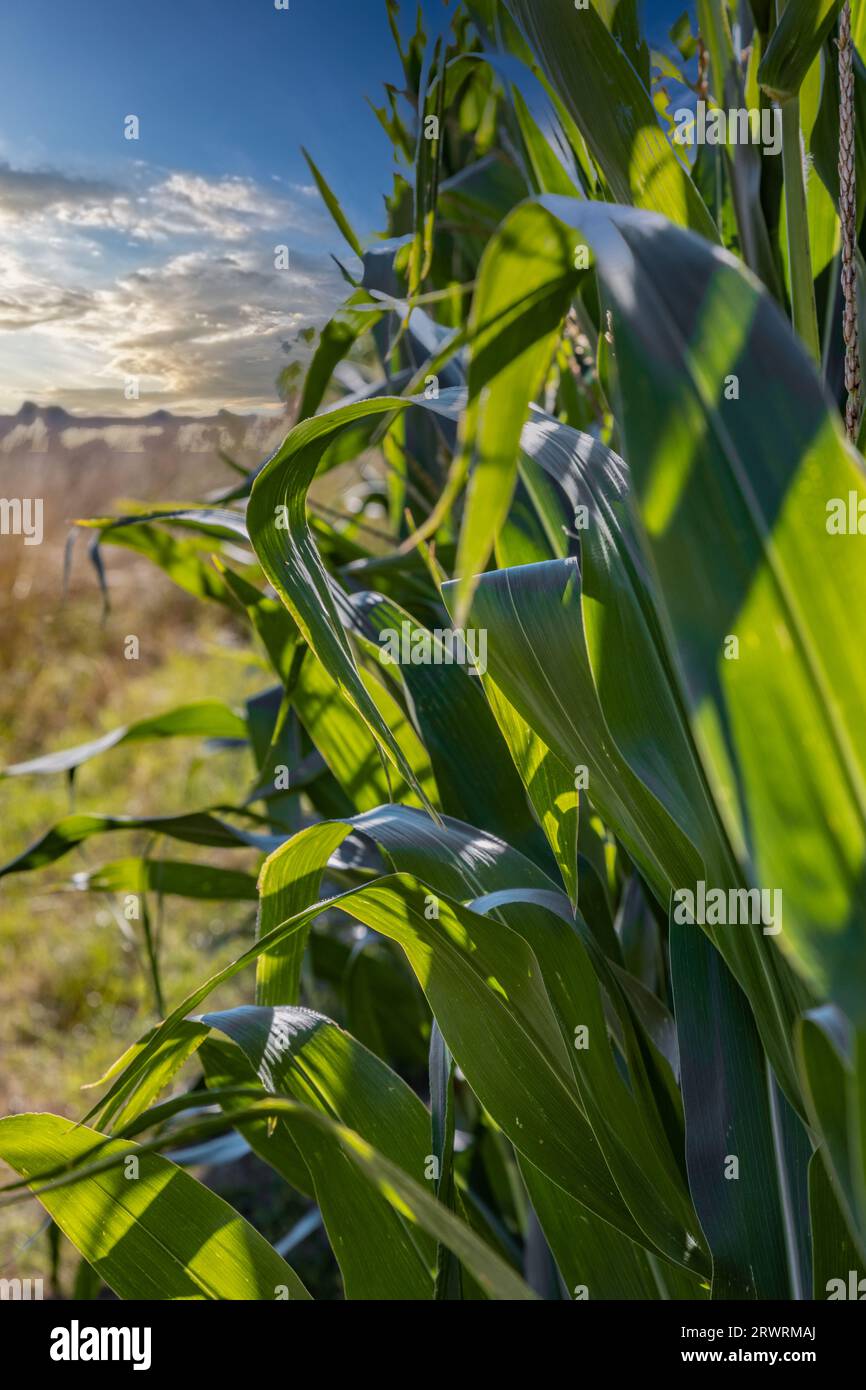 Corn field in the sunshine with a blue sky above, low framing, closeup ...